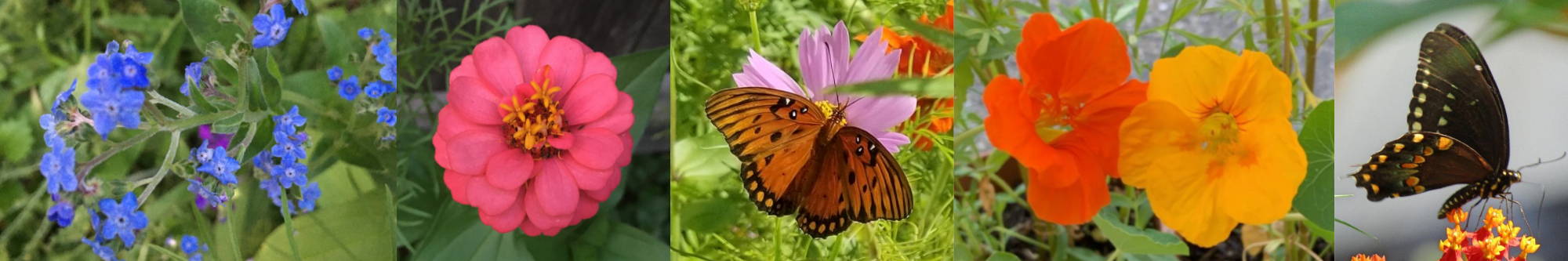 Seed Needs LLC - Quality Flower Seeds, Herb Seeds and Vegetable Seeds