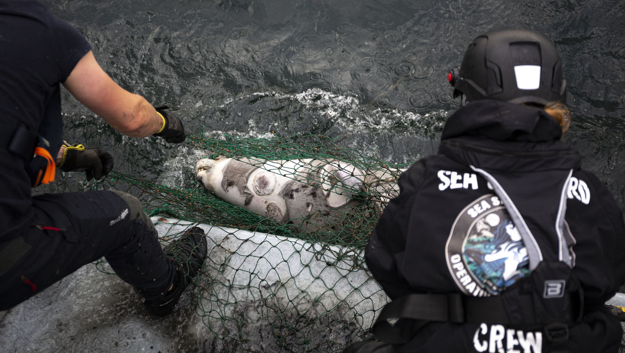SAVE THE SEALS FROM GHOST NETS
