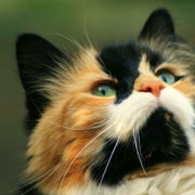 16 - 26 — Шаг 8 — Stepik