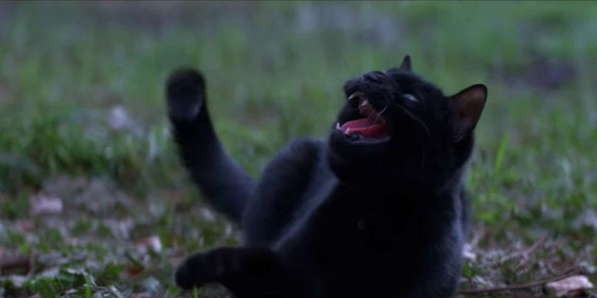 Salem Saberhagen | Bi Characters | Bi.org
