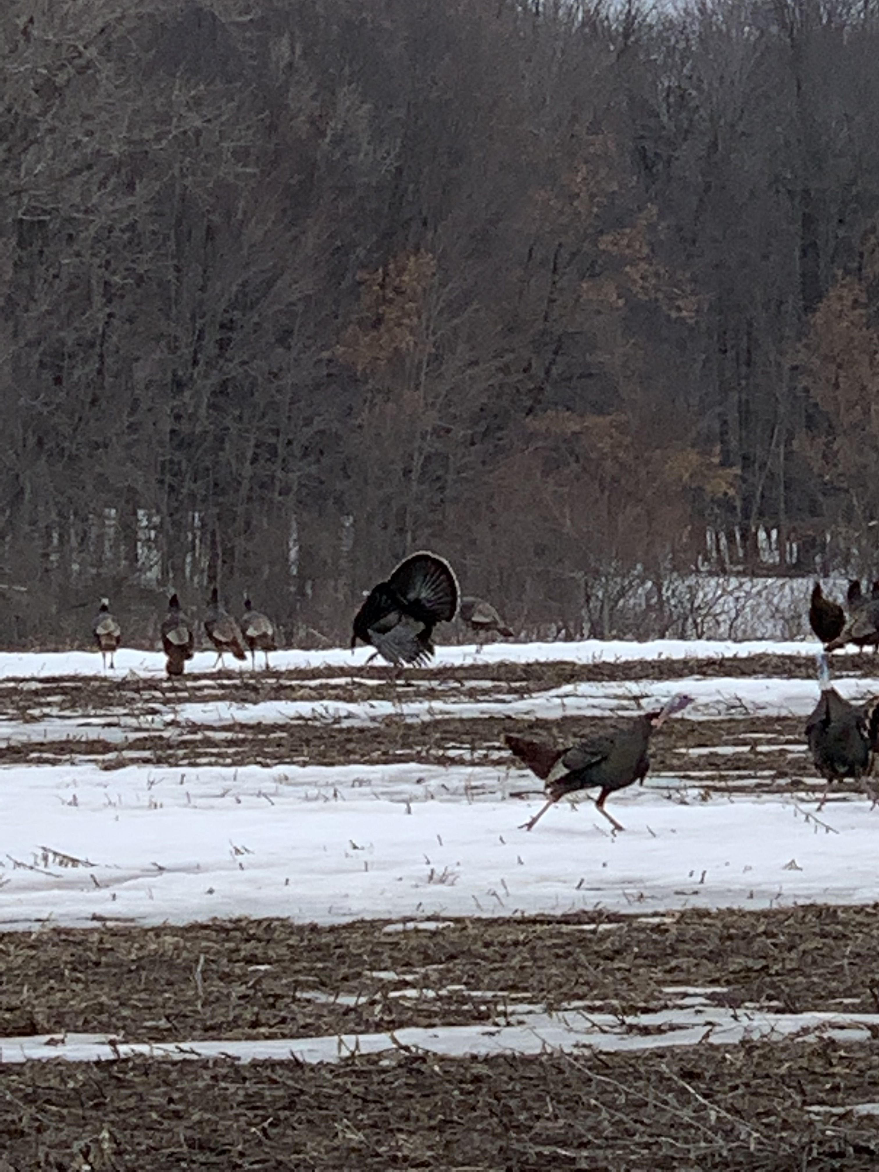 WI Turkey Hunts in Baldwin, Wisconsin - Mallard Bay