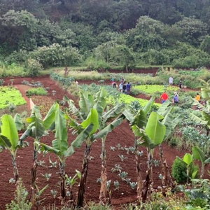 Mlango Farm