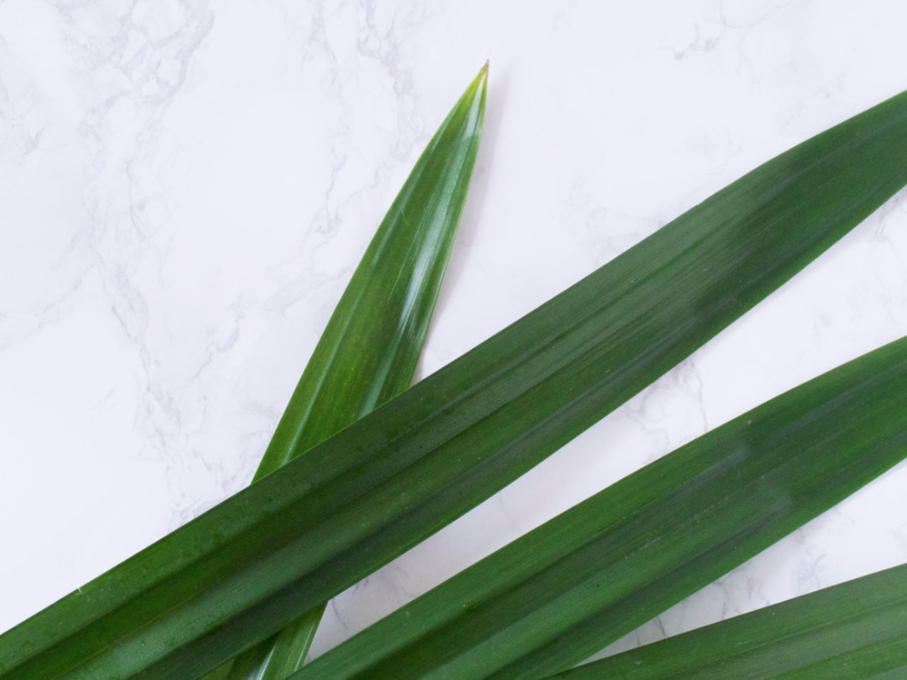 how to boil pandan leaves water