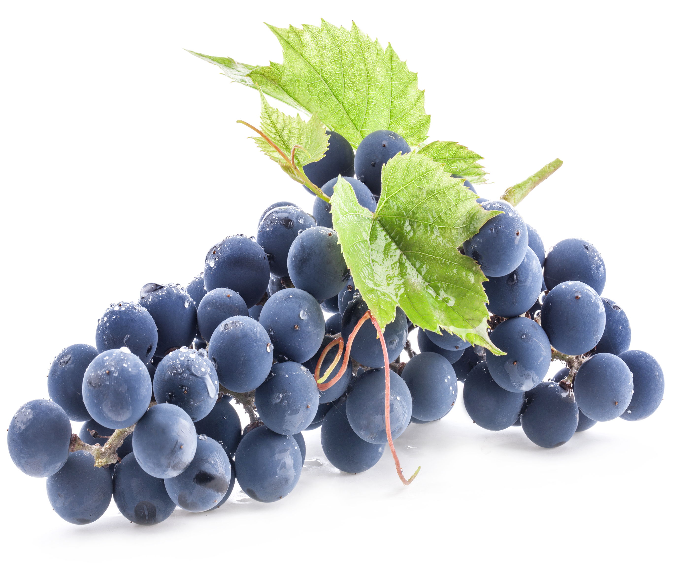 Gamay Grape Jacqueline Piotaz Switzerland