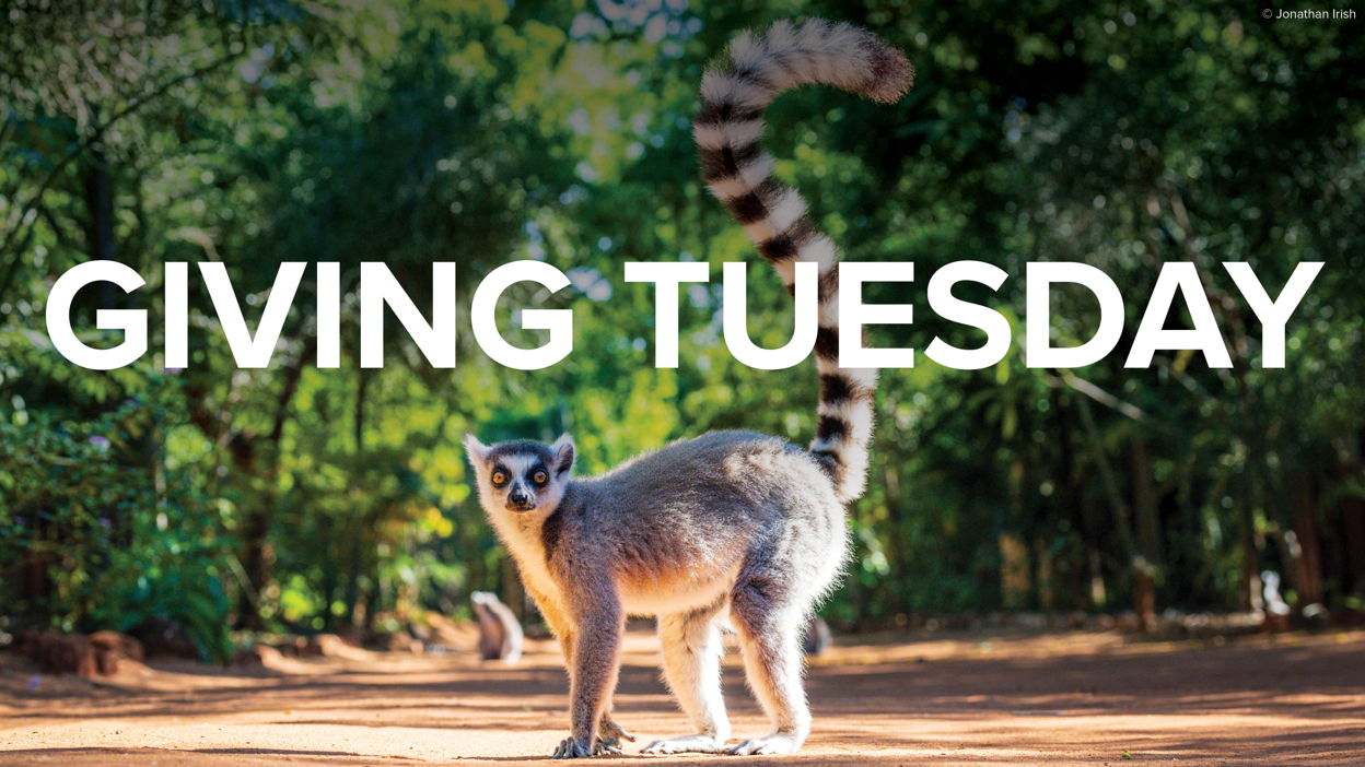 In honor of Giving Tuesday, donate to TRIPLE your impact for nature