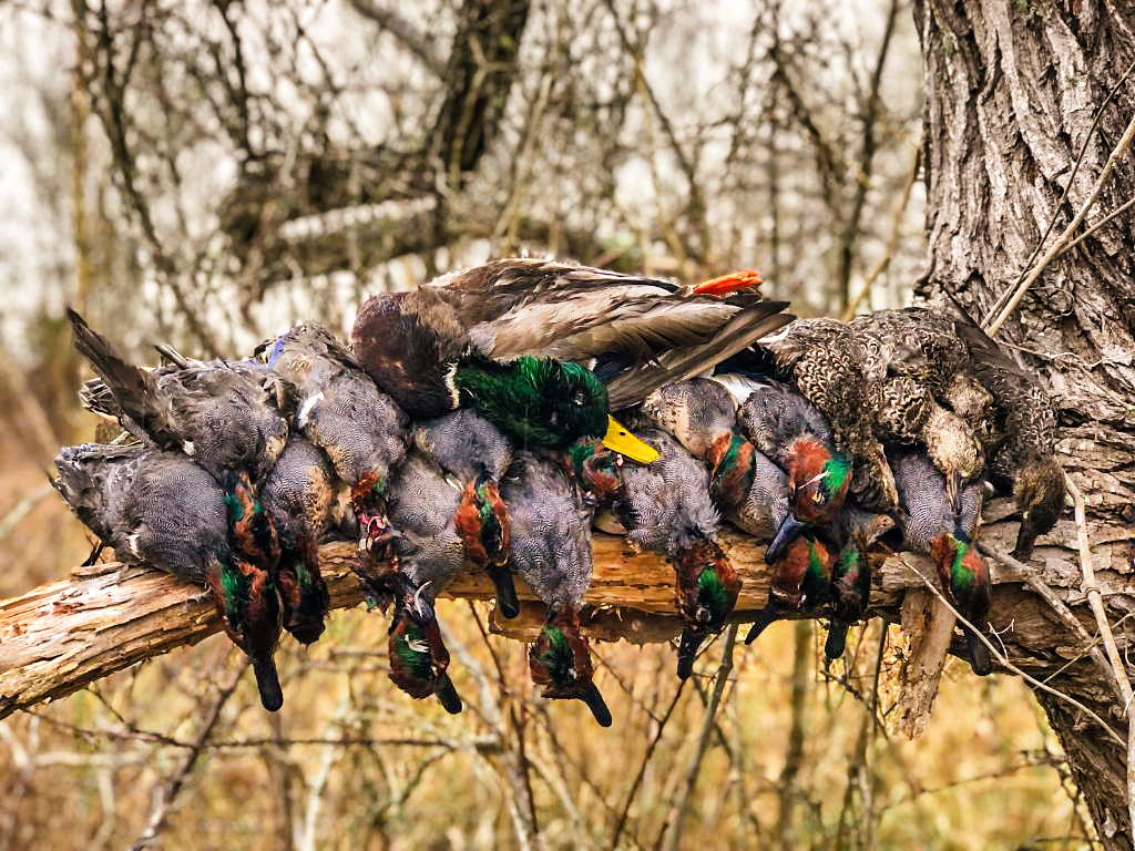 Red River Waterfowl - East Texas Duck Hunts in Texas, United States ...