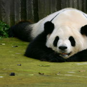 Pandas кітапханасы көмегімен деректер талдау — Шаг 4 — Stepik