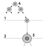 Эмбриональное развитие. Постэмбриональное развитие — Шаг 1 — Stepik