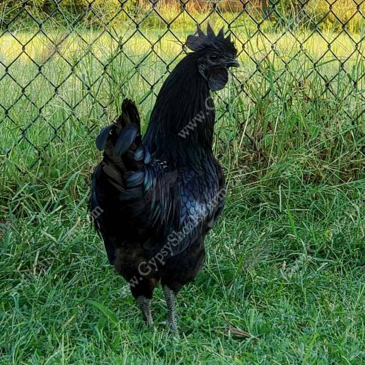 extra extraordinary chickens