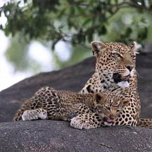 Guest Hub - Safari Icon Travel