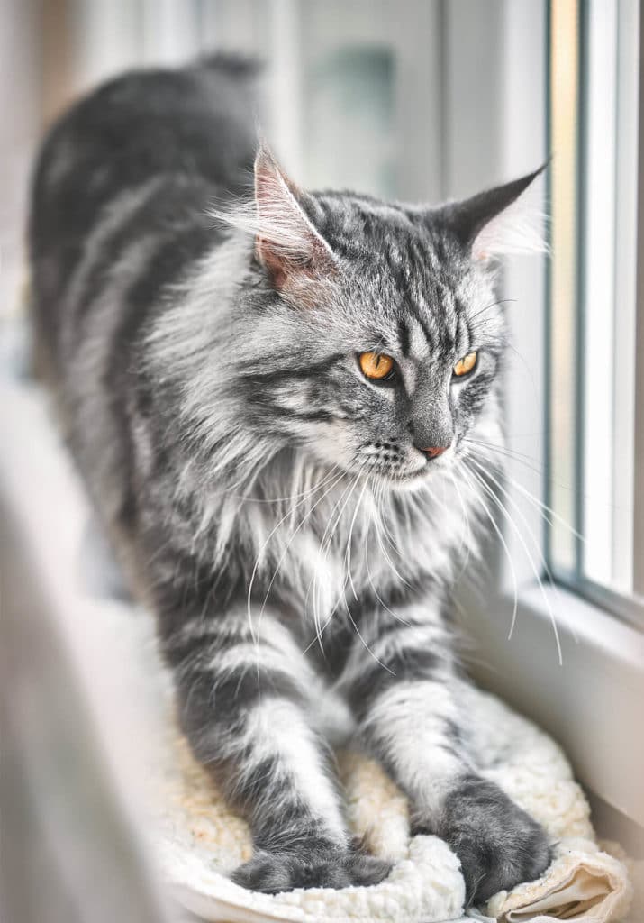 As 15 raças de gatos mais carinhosas - Senhor Gato As 15 raças de gatos mais carinhosas - Senhor Gato