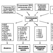 Парсинг XML — Шаг 1 — Stepik