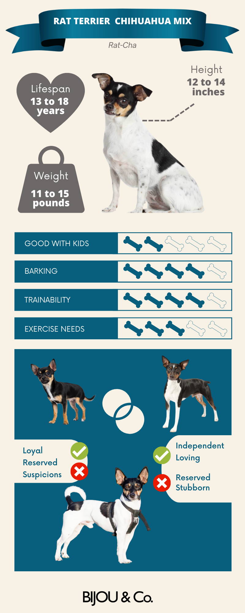 How Big Do Rat Terrier Chihuahua Mix Get