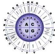 Genome Annotation — Stepik