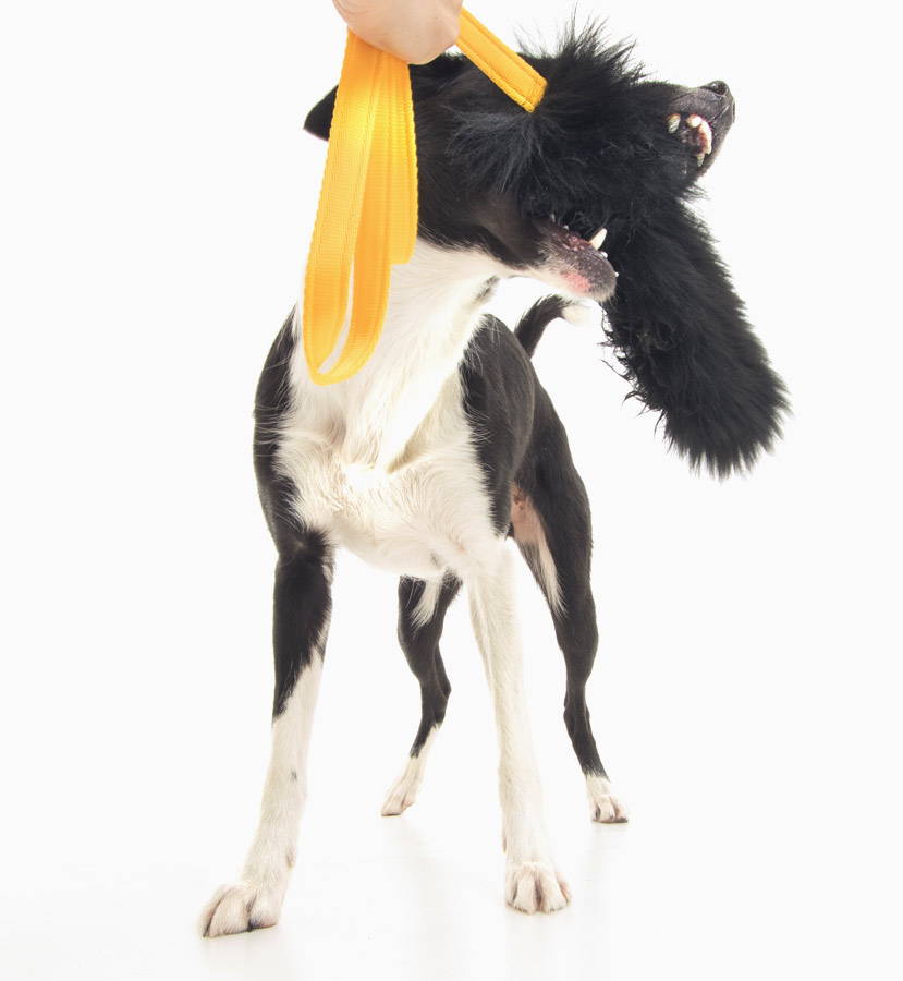 absoluteDogs | Inspirational, Fun and Innovative Games Based Training