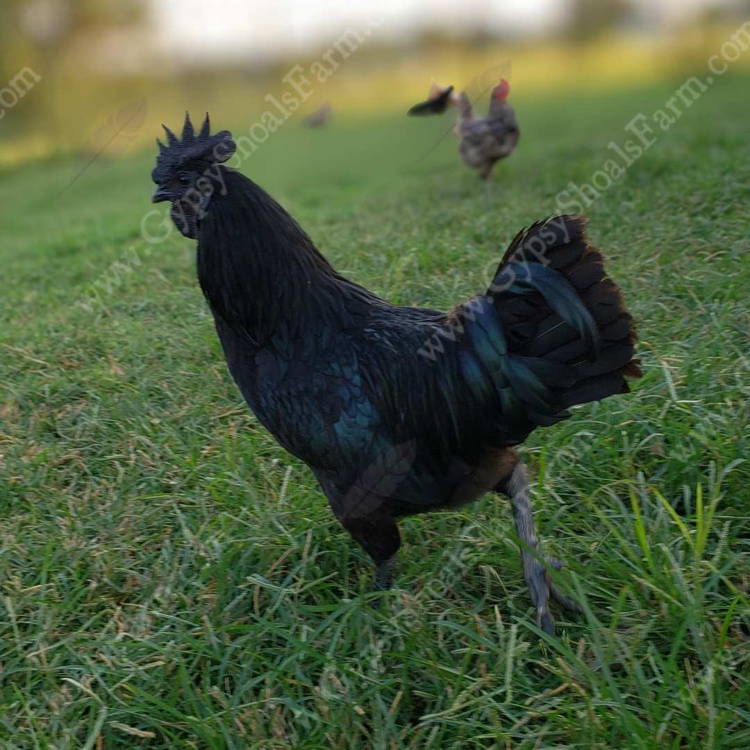 hen black