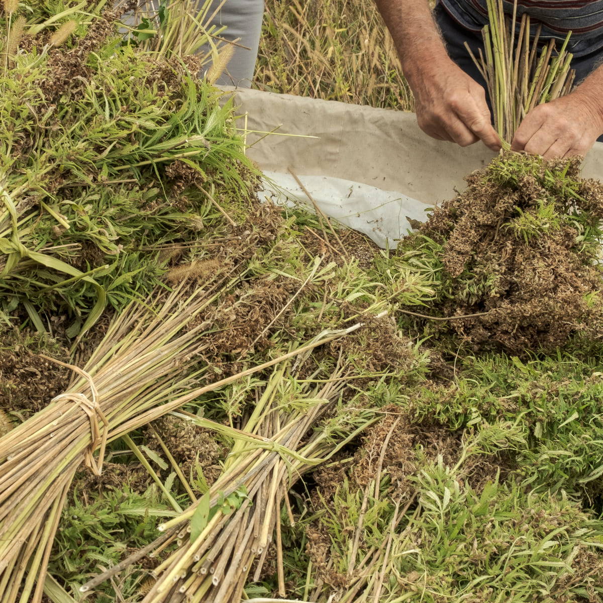 About us – Alpha Leaf