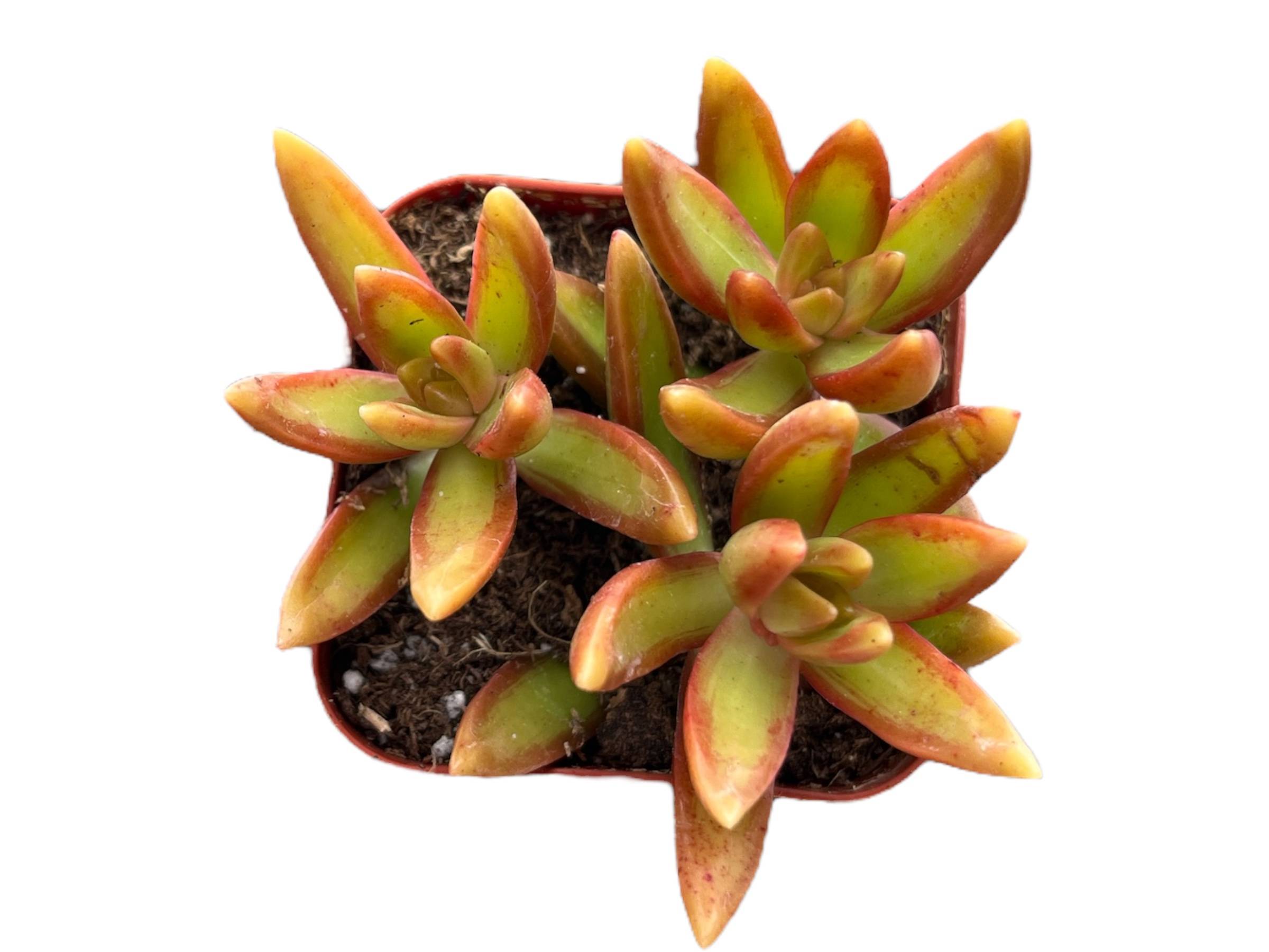 Sedum Firestorm
