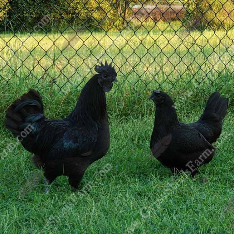 ayam cemani
