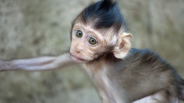 Your next step: Help stop monkeys being tortured with a lifesaving gift!