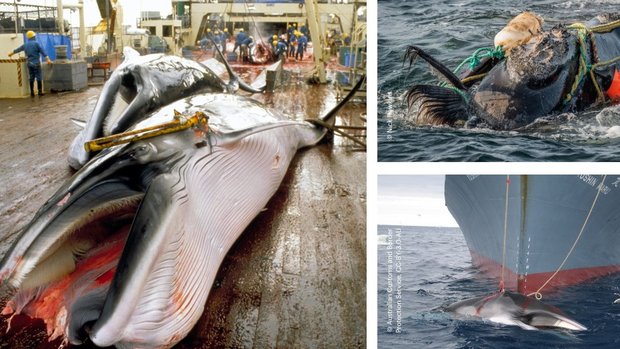 This summer, DOUBLE your impact to help protect whales and save our ...