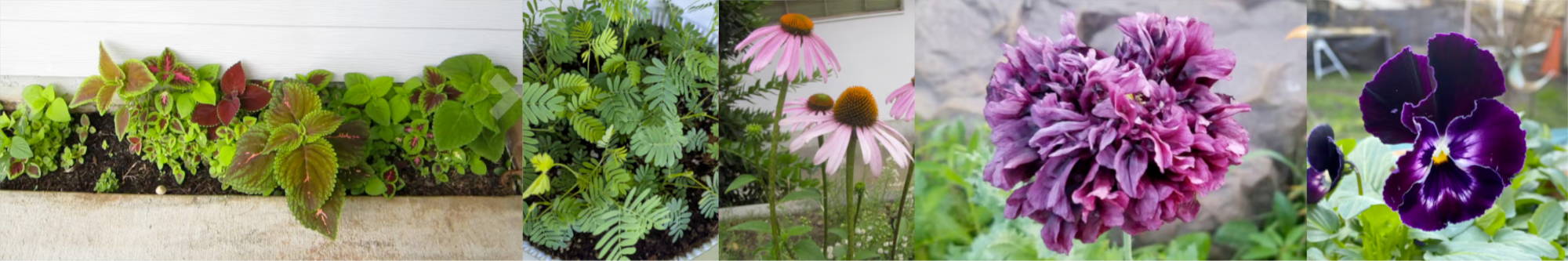 Seed Needs LLC - Quality Flower Seeds, Herb Seeds and Vegetable Seeds