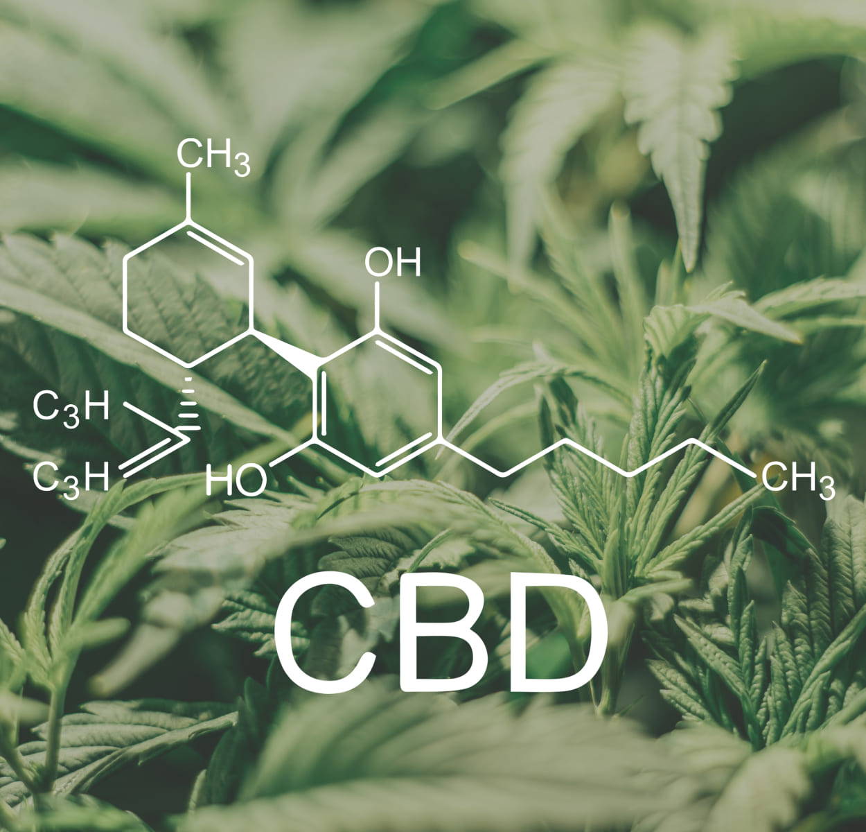 Alpha Leaf - Trust where your CBD comes from