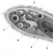 Простейшие — Шаг 13 — Stepik