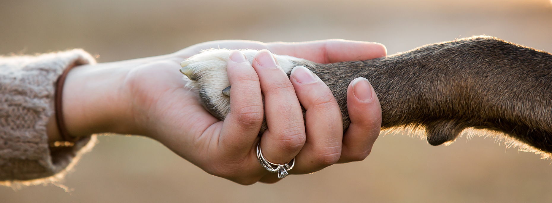 San Francisco SPCA