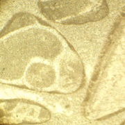 Practical tasks. Part 2 — Шаг 1 — Stepik