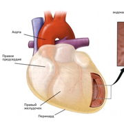 Сердце – строение, развитие, особенности, кардиомиоциты — Шаг 11 — Stepik