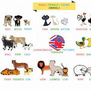 "Animals and Nature" (Wh- Questions (who, what, where)) — Шаг 1 — Stepik