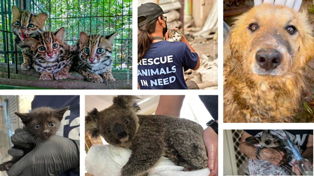 Across the world animals are suffering. But you can help them. Donate >>