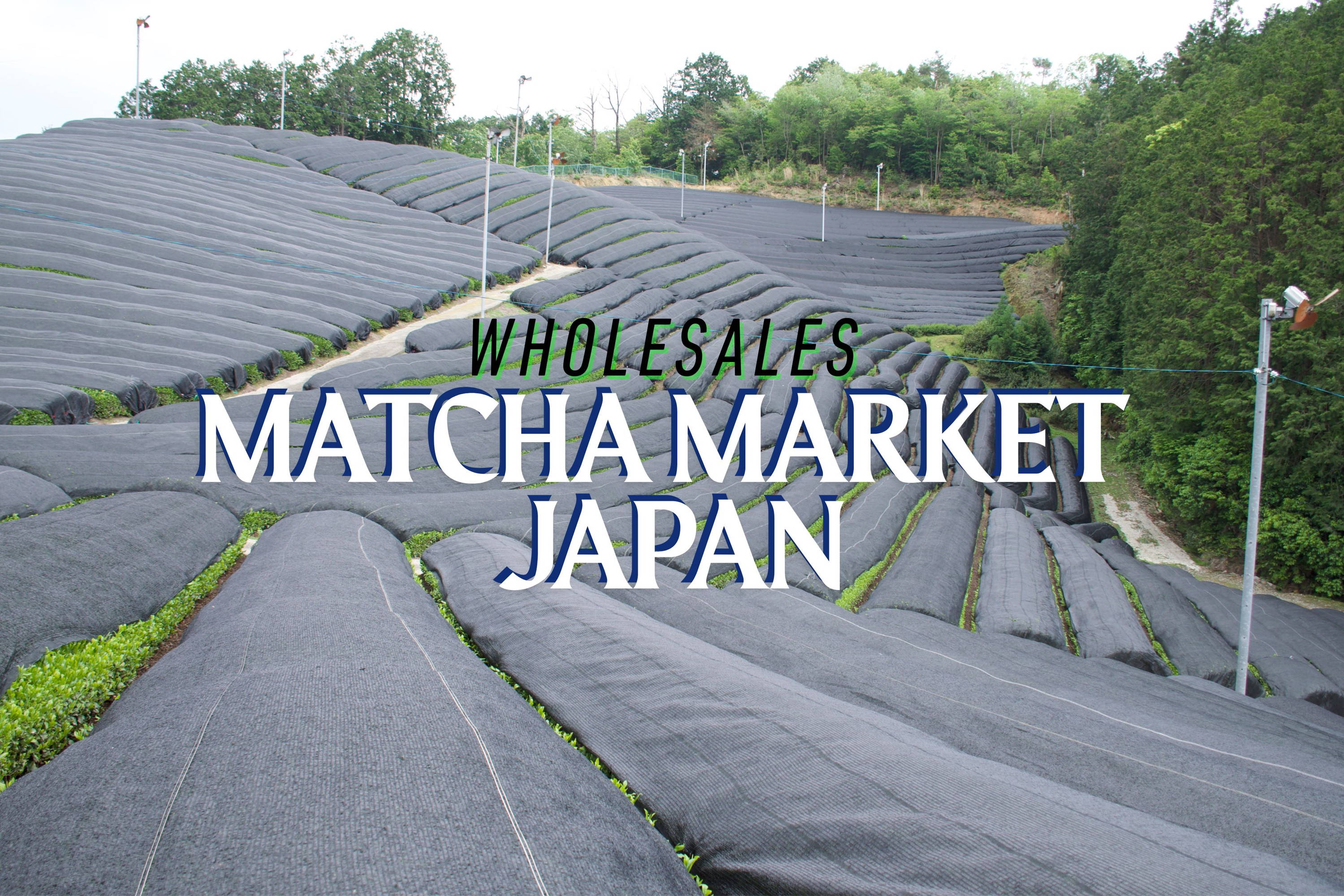 MATCHA MARKET JAPAN | Matcha Wholesale Specialists - Buy Uji, Kagoshim ...