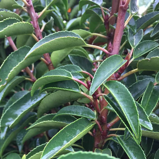 Portugese laurier bol (Prunus lusitanica 'Angustifolia') – Plant Delivery
