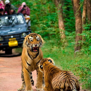 Ranthambore Safari Tours