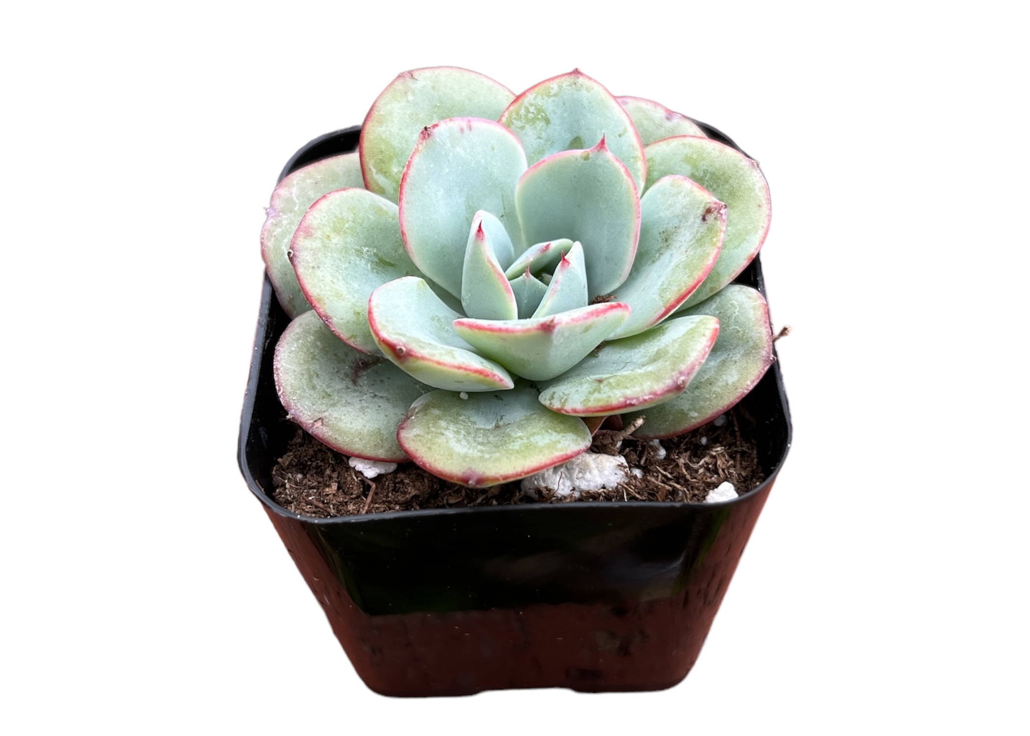 Buy Echeveria Atlantis | Ramsey Succulents