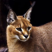 Род Каракалы — Шаг 9 — Stepik