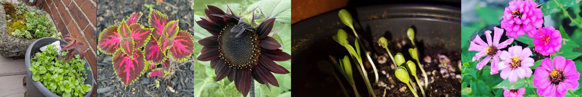 Seed Needs LLC - Quality Flower Seeds, Herb Seeds and Vegetable Seeds