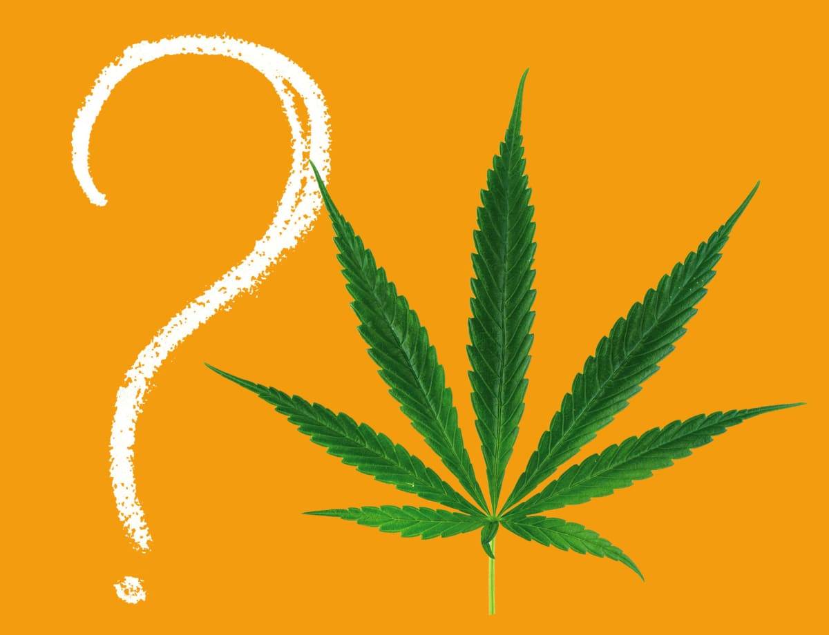 Useful Information – Alpha Leaf