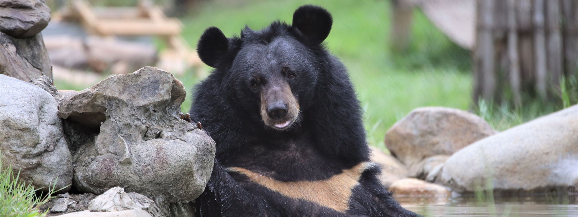 Animals Asia Foundation (UK charity)