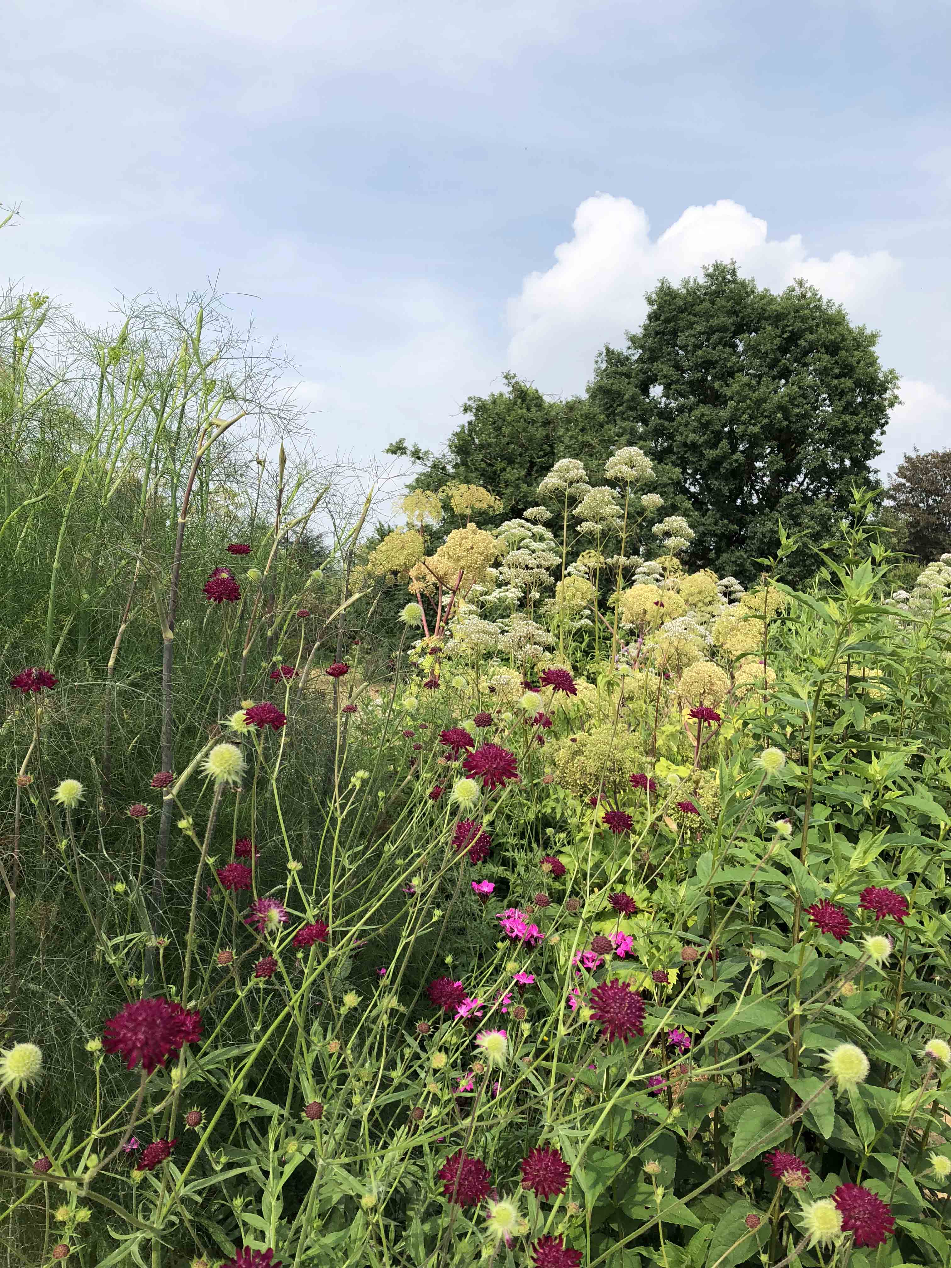 Erik Dhont — What is Botanic?