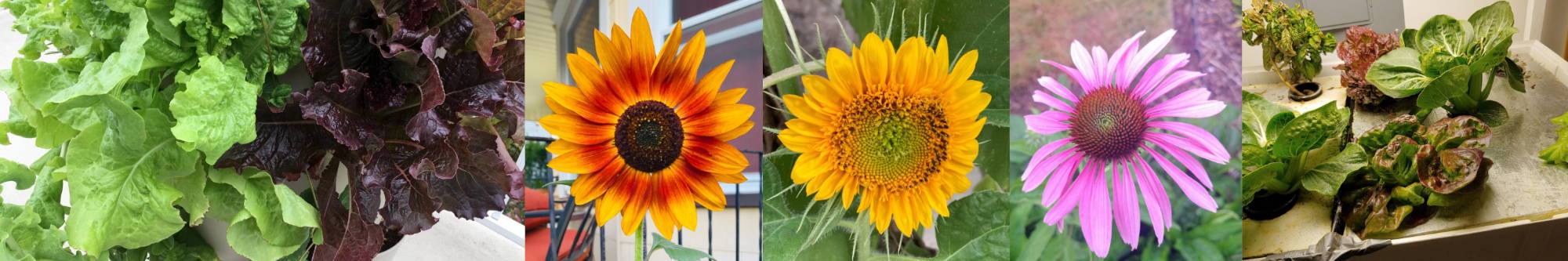 Seed Needs LLC - Quality Flower Seeds, Herb Seeds and Vegetable Seeds