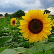 Технология возделывания — Шаг 1 — Stepik