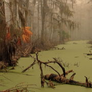 Болото данных — Шаг 1 — Stepik