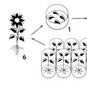 Селекция — Шаг 1 — Stepik