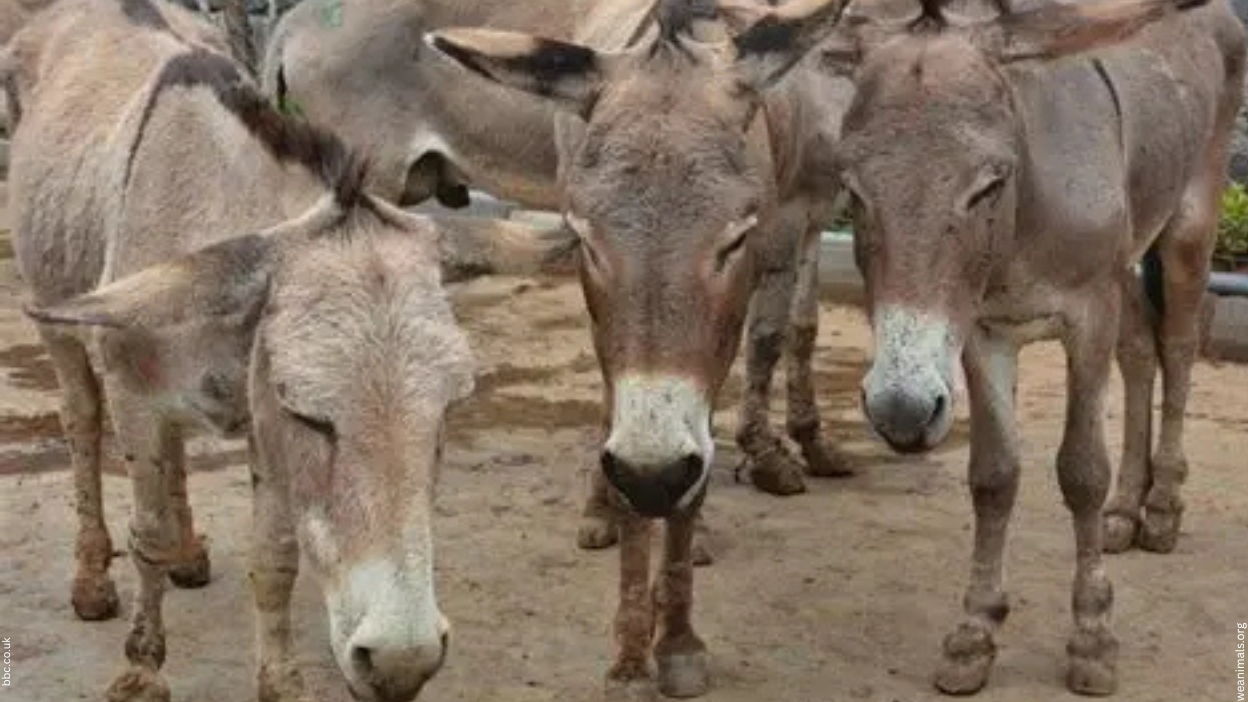 URGENT: Help save donkeys trapped in the brutal skin trade!