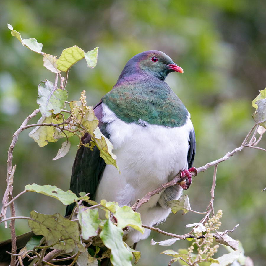 Topflite Makes Quality Bird Feed for New Zealand's Wild Birds - Topflite NZ