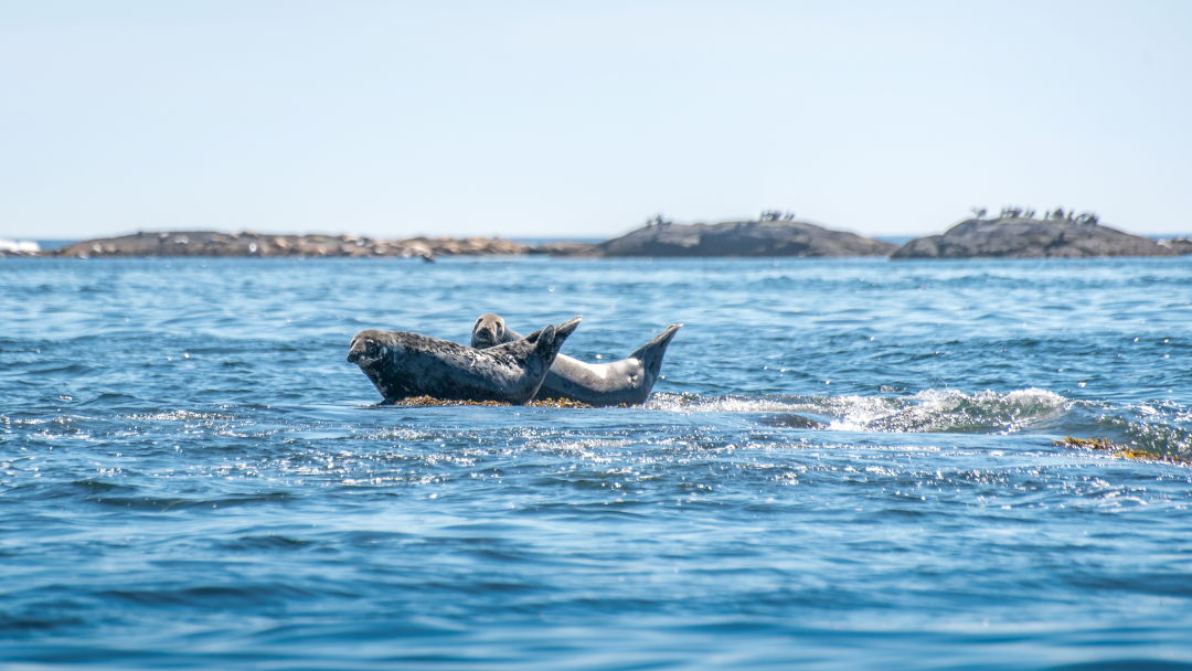 Pleasant Paddling - Paddle to the Seals