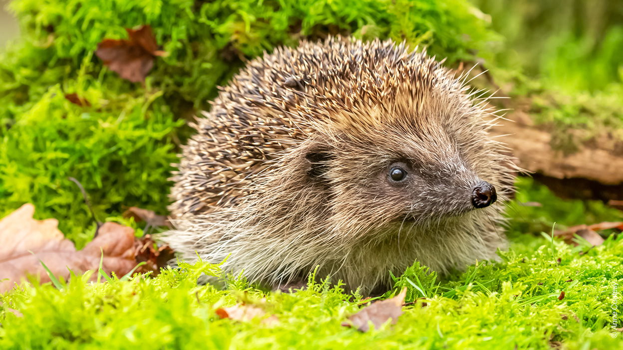 Sonic Speed Animal Rescue Challenge: Every $1 = $2 through midnight on ...
